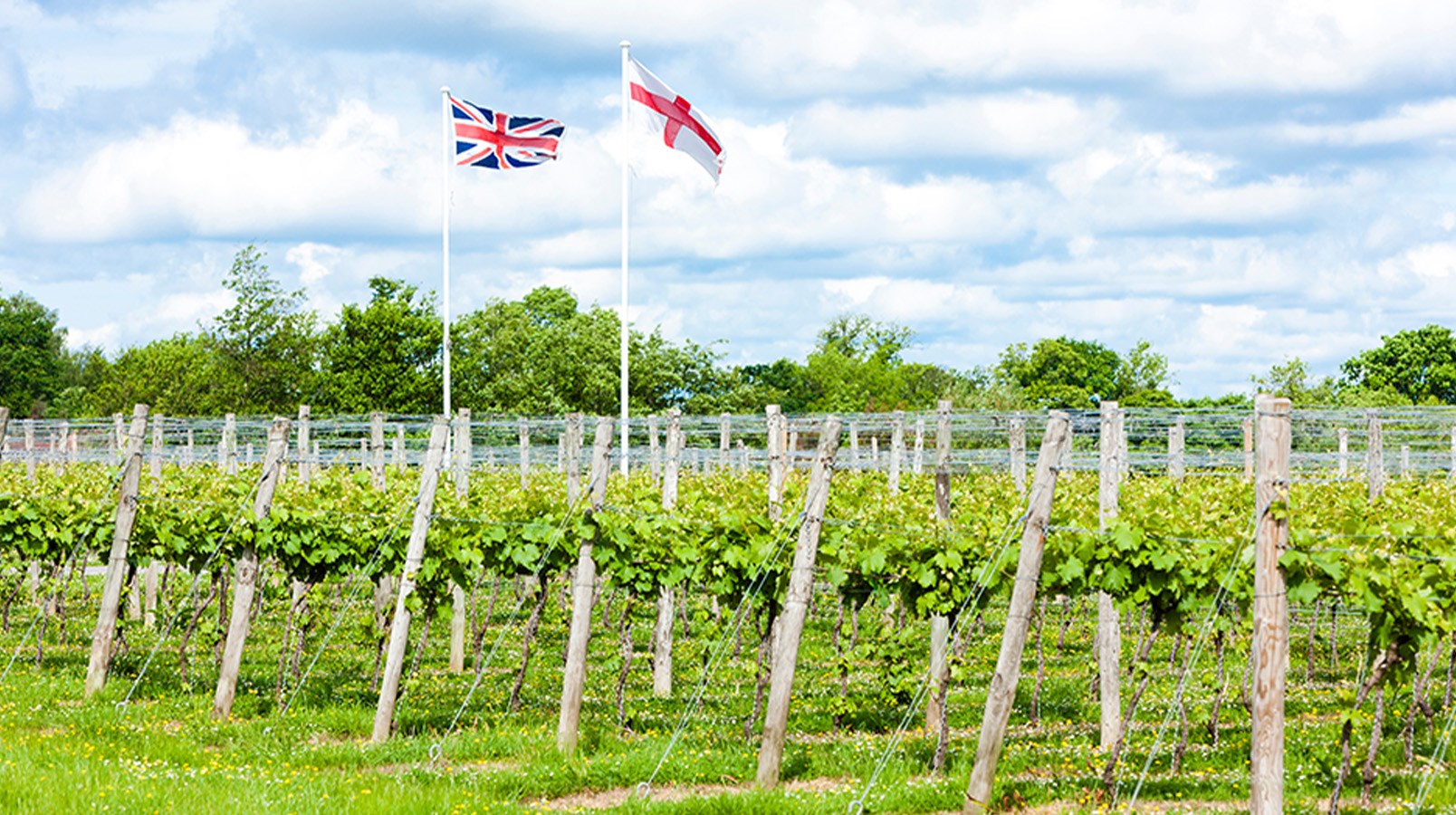 A Golden Summer for English Sparkling Wine by Philip Stephenson-Oliver